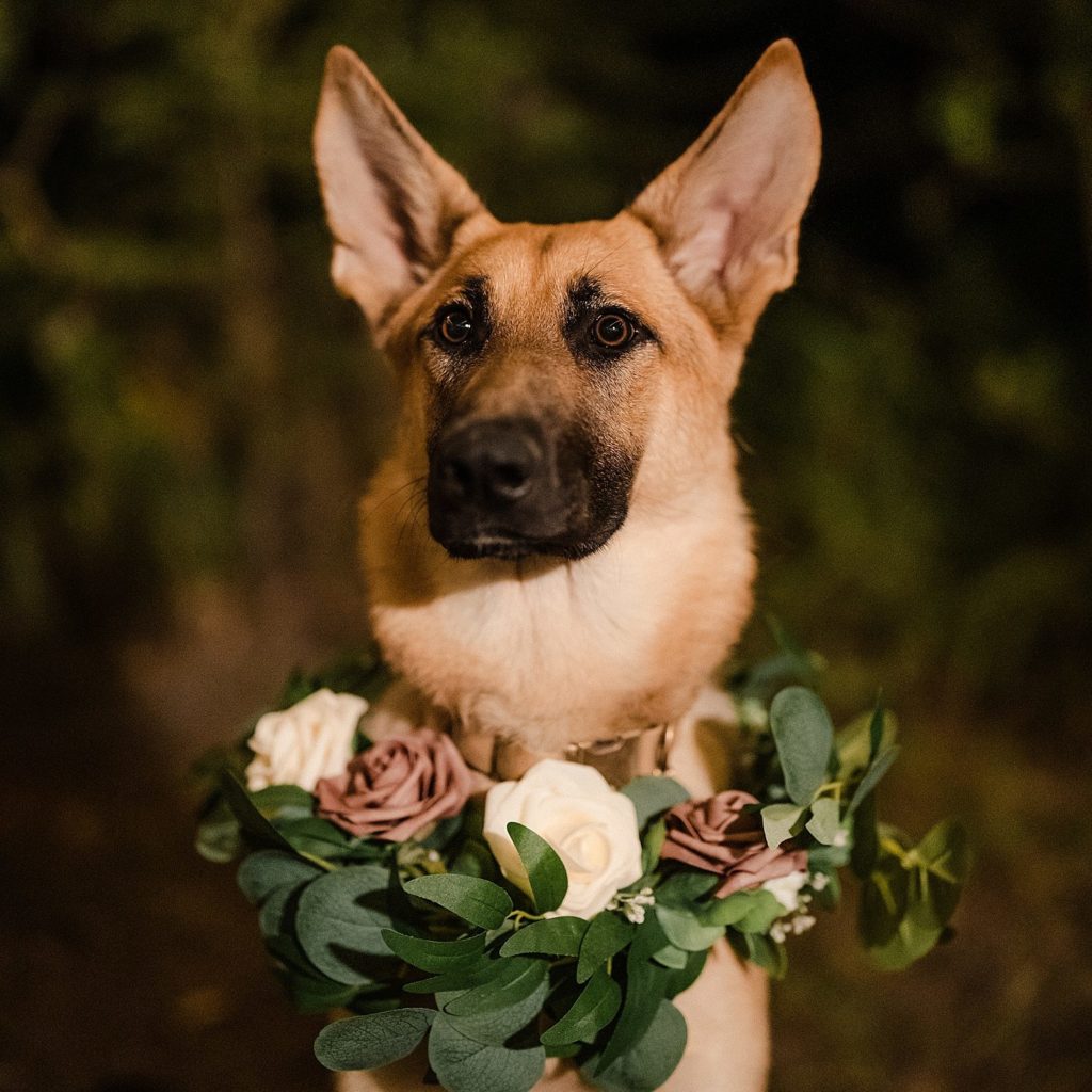 Dog Friendly Elopement Locations in Washington State