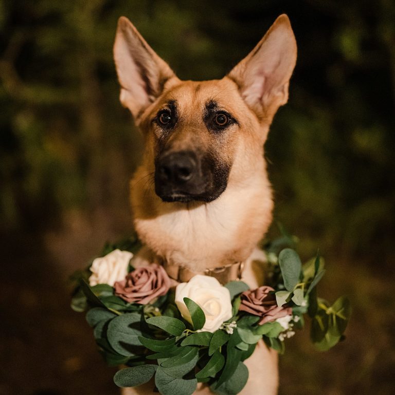 Dog Friendly Elopement Locations in Washington State